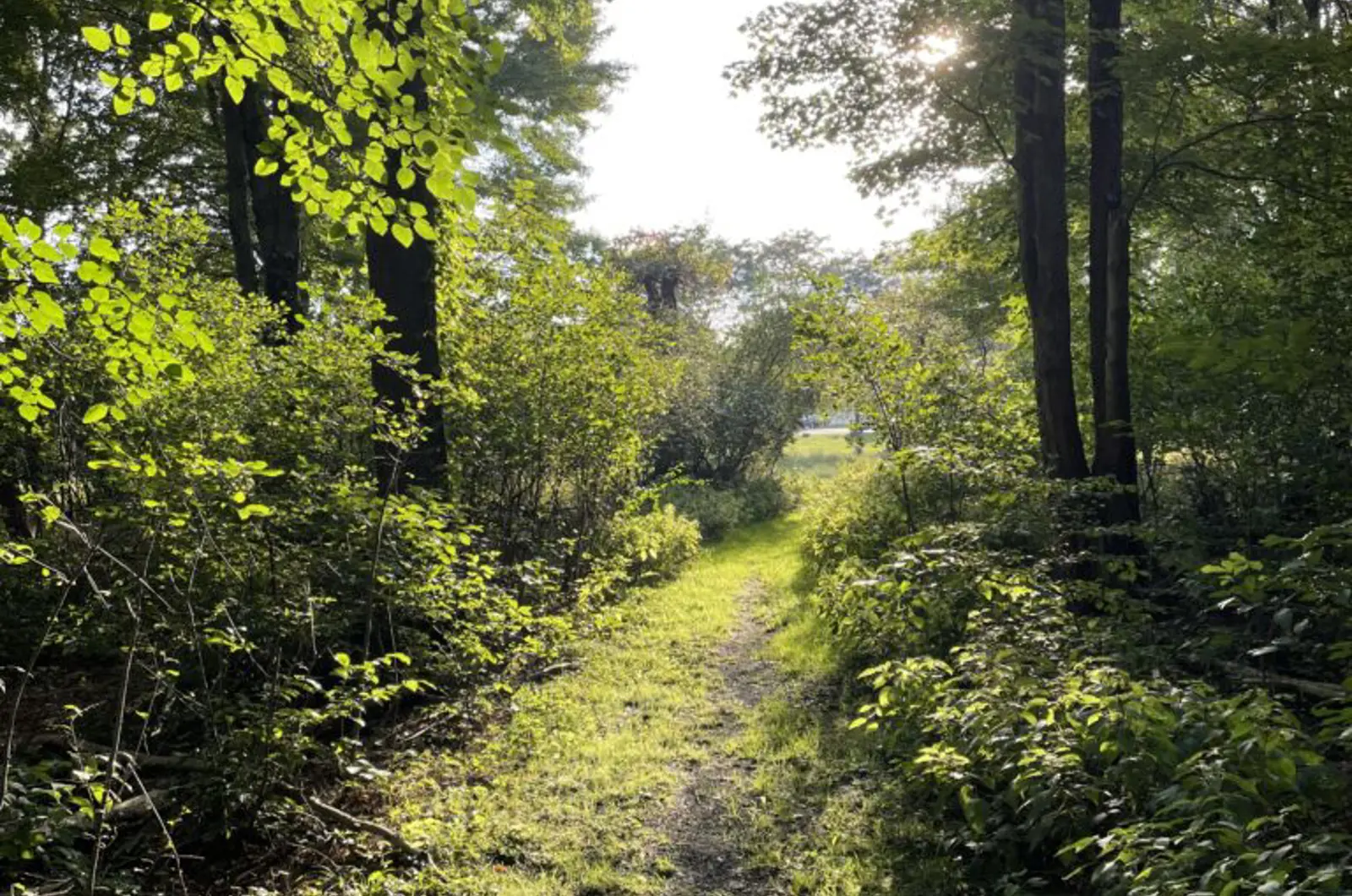 Forest Lakes Wildlife Preserve | City of Kent