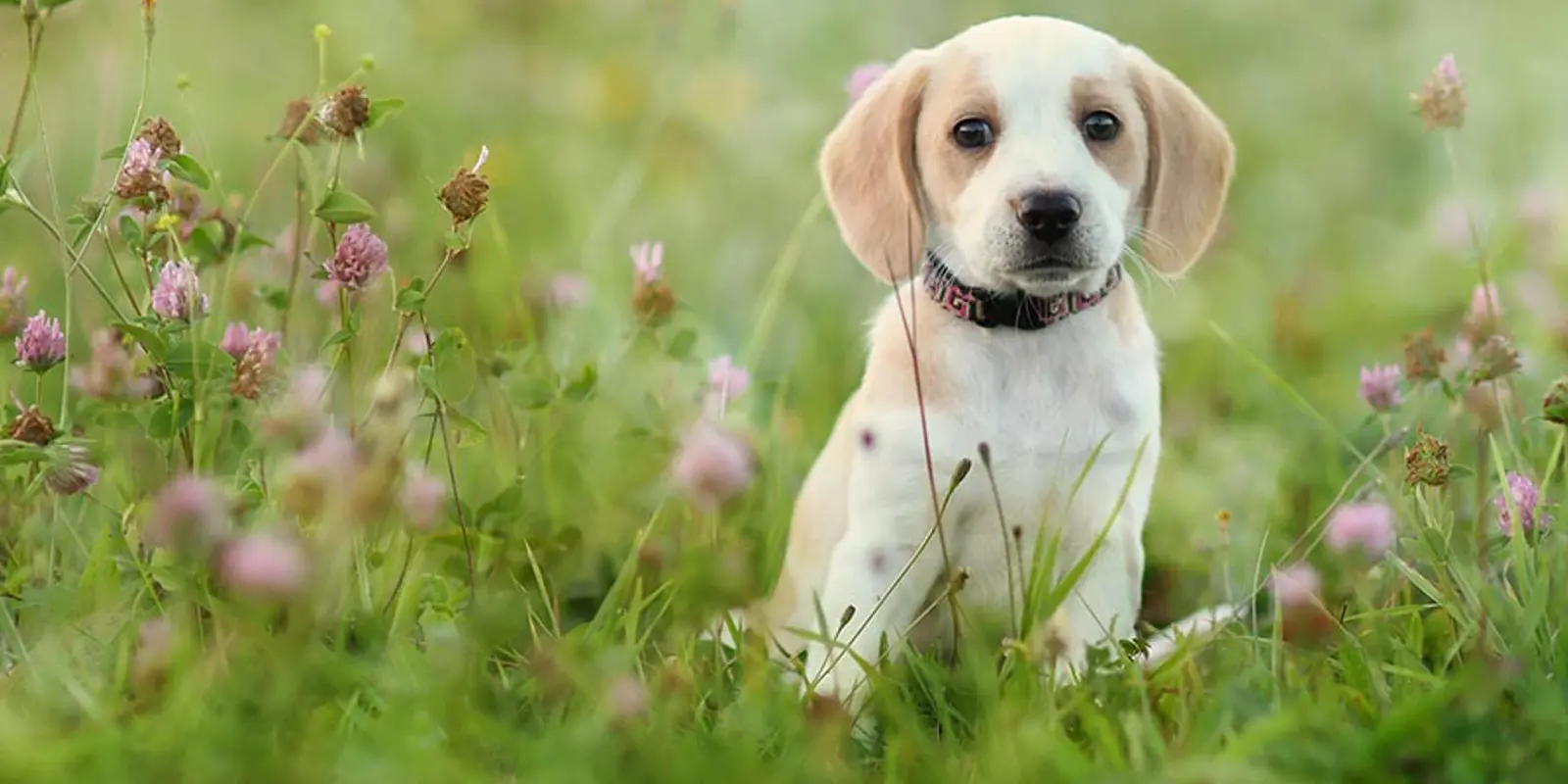 0001 Text Patti L | City of Kent