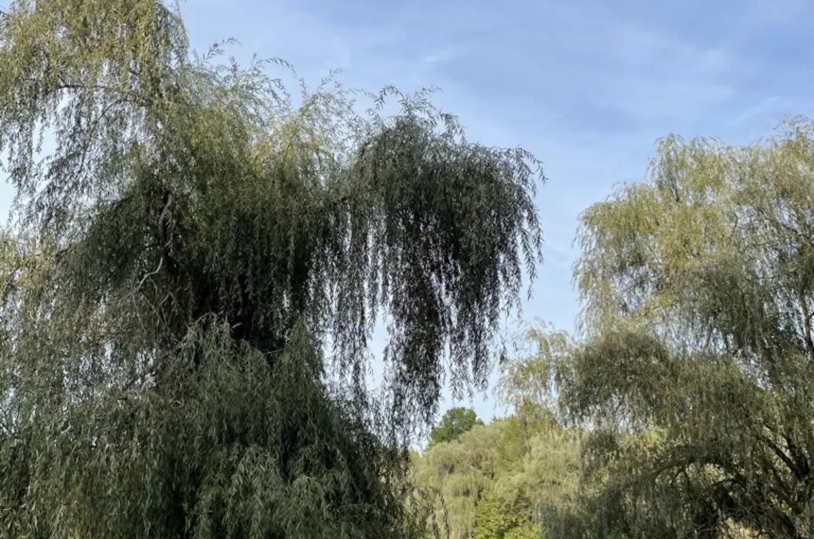 Forest Lakes Wildlife Preserve | City of Kent
