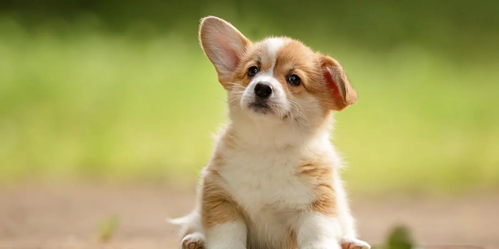 0001 Text Patti L | City of Kent